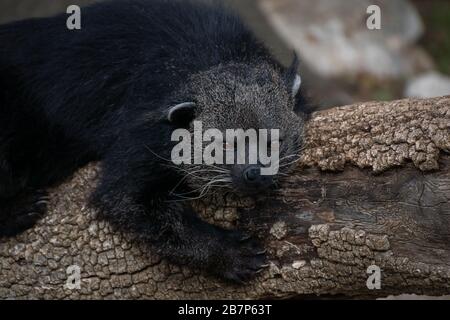 The Binturong, also known as the bearcat, is a nocturnal mammal native ...
