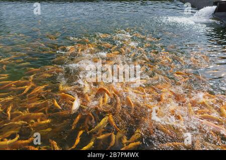 Feeding rainbow trout breed Adler amber in the pond. The splashes of ...