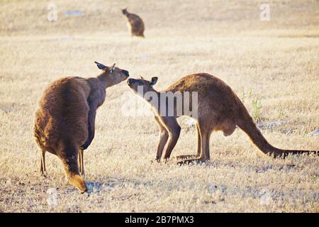 Two kangaroos fighting Kangaroo Island Australia Stock Photo - Alamy