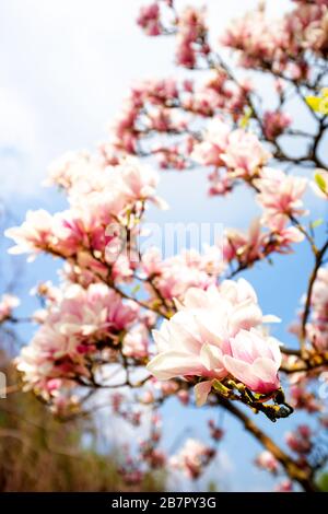 Magnolia tree blossom Stock Photo - Alamy