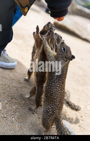 A vertical of the furry small brown squirrels climbing a tree in a park ...
