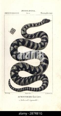 Acrochordus granulatus Snake , little file snake , marine file snake ...