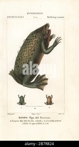 Pipa pipa, Surinam Toad Stock Photo - Alamy
