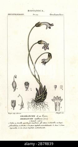 One flowered Broomrape Orobanche uniflora Anza Borrego State Park ...