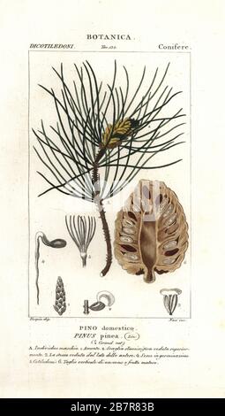 Stone pine (Pinus pinea). Illustration of a stone pine tree and its ...