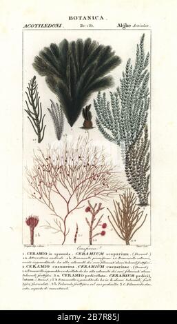 Red algae species Halopteris scoparia 1, Ceramium casuarinae 2, and ...