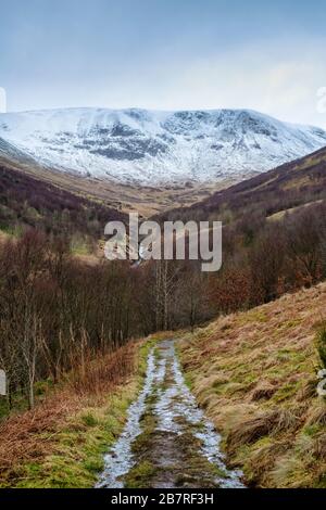 Carrifran Wildwood in late winter. Moffat Dale, Dumfries & Galloway ...