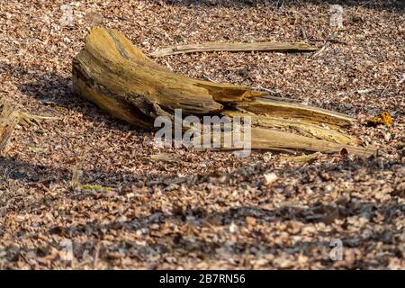 Old rotten tree broken and lying on side with trunk still in ground ...
