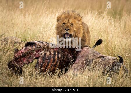 Male lion with windblown mane beside carcase Stock Photo - Alamy