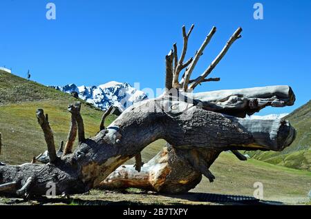 Austria, Tirol, funny sculpture made from tree stump in Austrian alps ...