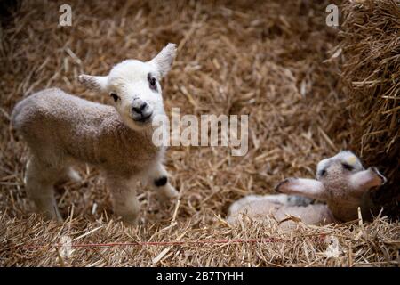 Spring Lambs at Moreton Morrell College in Warwickshire, on the day of ...