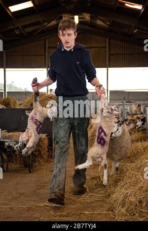 Spring Lambs at Moreton Morrell College in Warwickshire, on the day of ...