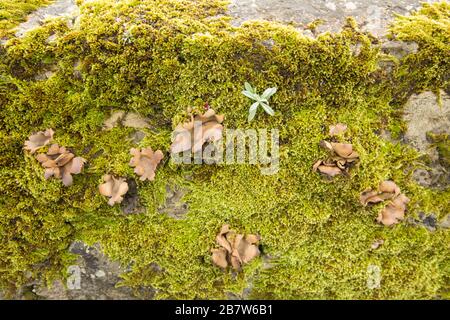 Cedar Cup fungus, Geopora sumneriana, growing in a wall next to a cedar ...