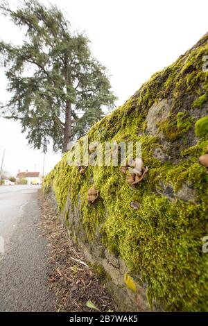 Cedar Cup fungus, Geopora sumneriana, growing in a wall next to a cedar ...