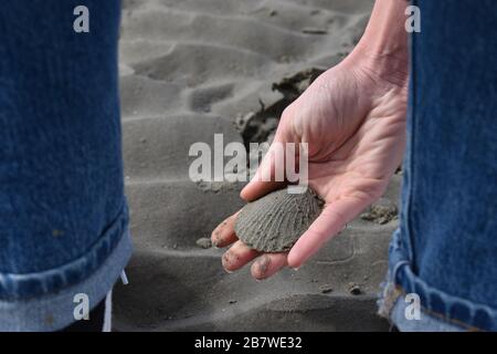 Caucasian woman collecting seashells on beach Stock Photo - Alamy