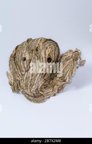 German wasp (Vespula germanica, Paravespula germanica), at nest ...