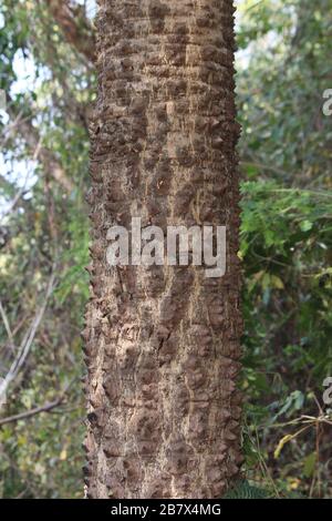 Closeup textured of the trunk of Kapok tree, Red silk cotton tree ...