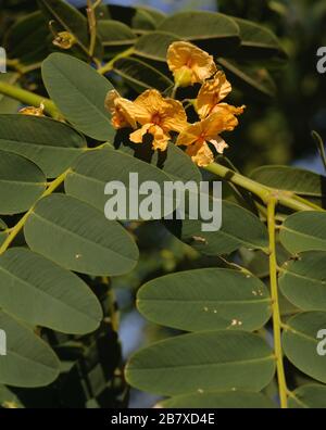 Pride of Bolivia (Tipuana tipu Stock Photo - Alamy