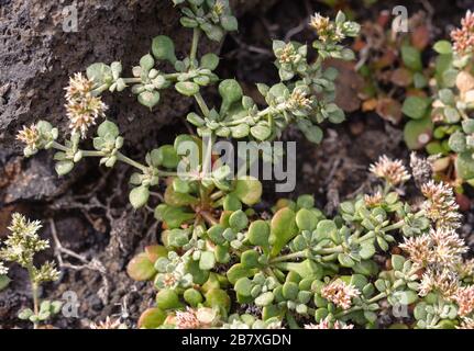 Polycarpaea nivea, an endemic Caryophyllaceae of the Canary islands ...