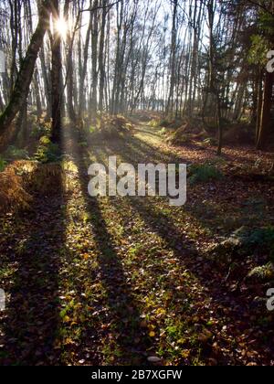 Light and shadows from low sun inside pine tree plantation trees ...