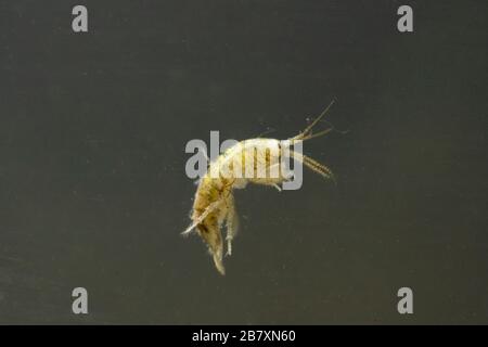 Demon Shrimp, Dikerogammarus haemobaphes, single adult, river churnet ...