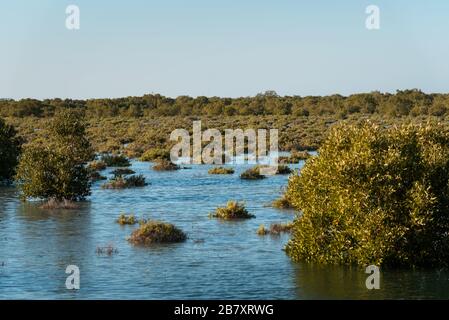 Mangrove Tree in Jubail Mangrove Forest, Abu Dhabi Stock Photo - Alamy