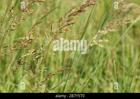 Big Bluestem. Turkeyfoot. Tall Bluestem. Bluejoint. Andropogon gerardii ...