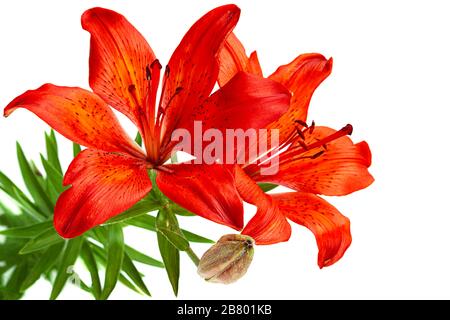 Red lilly flower head isolated on white background Stock Photo - Alamy