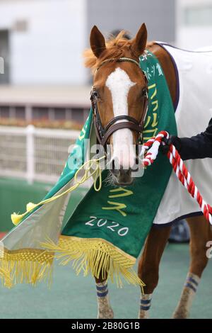 Aichi, Japan. 14th Mar, 2020. Shine Garnet (Hironobu Tanabe) Horse ...