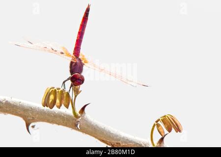 Red Basker (Urothemis assignata), male, Gambia Stock Photo - Alamy