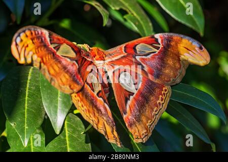 Atlas Moth (Attacus atlas), Malaysia Stock Photo - Alamy