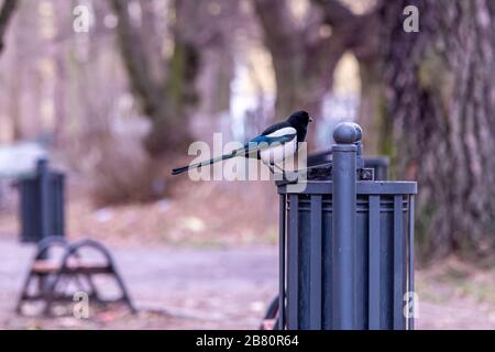 A beautiful shot of a magpie-robin standing on the stone with blurred ...
