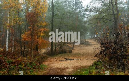 Autumn forest. Pleasant walk in the nature. Autumn painted trees with ...