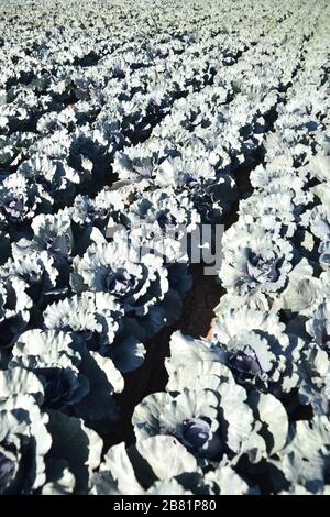 Arizona red cabbage field Stock Photo - Alamy