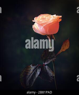 Stem of a rose flower with its thorns Stock Photo - Alamy