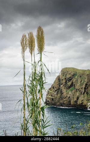 Coast at Capelas on Sao Miguel Island, Azores, Portugal Stock Photo - Alamy