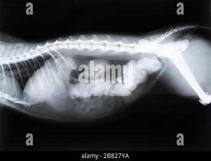Cat Spine Xray Stock Photo - Alamy