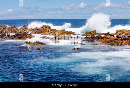 Thousands of seals on Dyer Island Reserve in front of South-Africa's ...