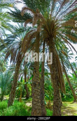 An oasis in the desert. A palm grove grows in the desert. Palm ...