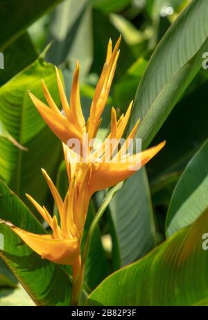 Heliconia psittacorum is a perennial ornamental species of Neotropical ...