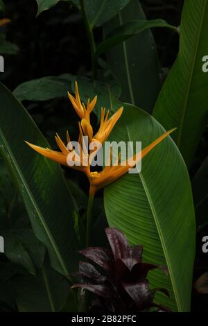 Heliconia psittacorum seen in the Singapore Botanical Gardens Stock ...