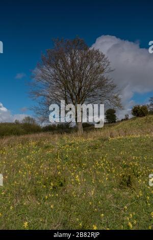 Noar Hill Nature Reserve east hampshire chalk downs chalk ring art ...