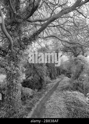 Black and White Ancient Earthworks, Landscape, Grims Ditch, Nettlebed ...