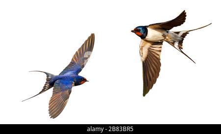swallows flying isolated on white background Stock Photo - Alamy