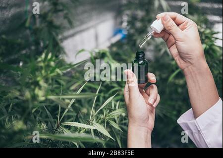 Professional researchers working in a hemp field, they are checking ...