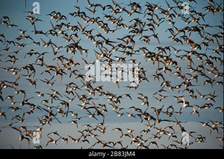 Atlantic brant flight Stock Photo - Alamy