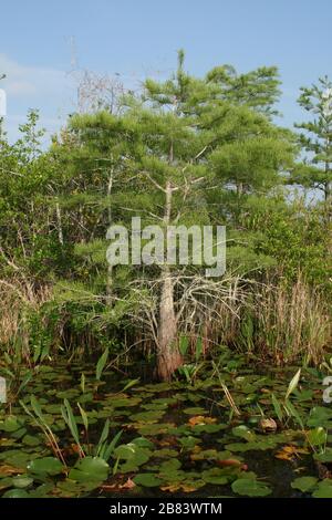 Aquatic vegetation and cypress trees, Okefenokee Swamp, Georgia, USA ...