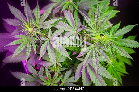 A closeup shot of marijuana leaves and drop bottle on a white ...