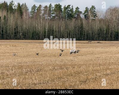 landscape with goose barn in the field, agricultural fields with fresh ...