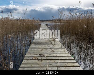 abstract wallpaper with wooden boardwalk, blurred background, shrubs ...